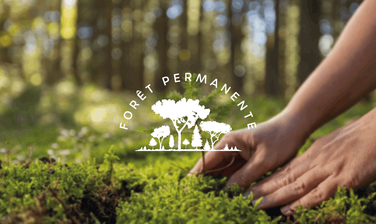 La Reforestation, enjeu essentiel pour l’avenir | Forêt Permanente